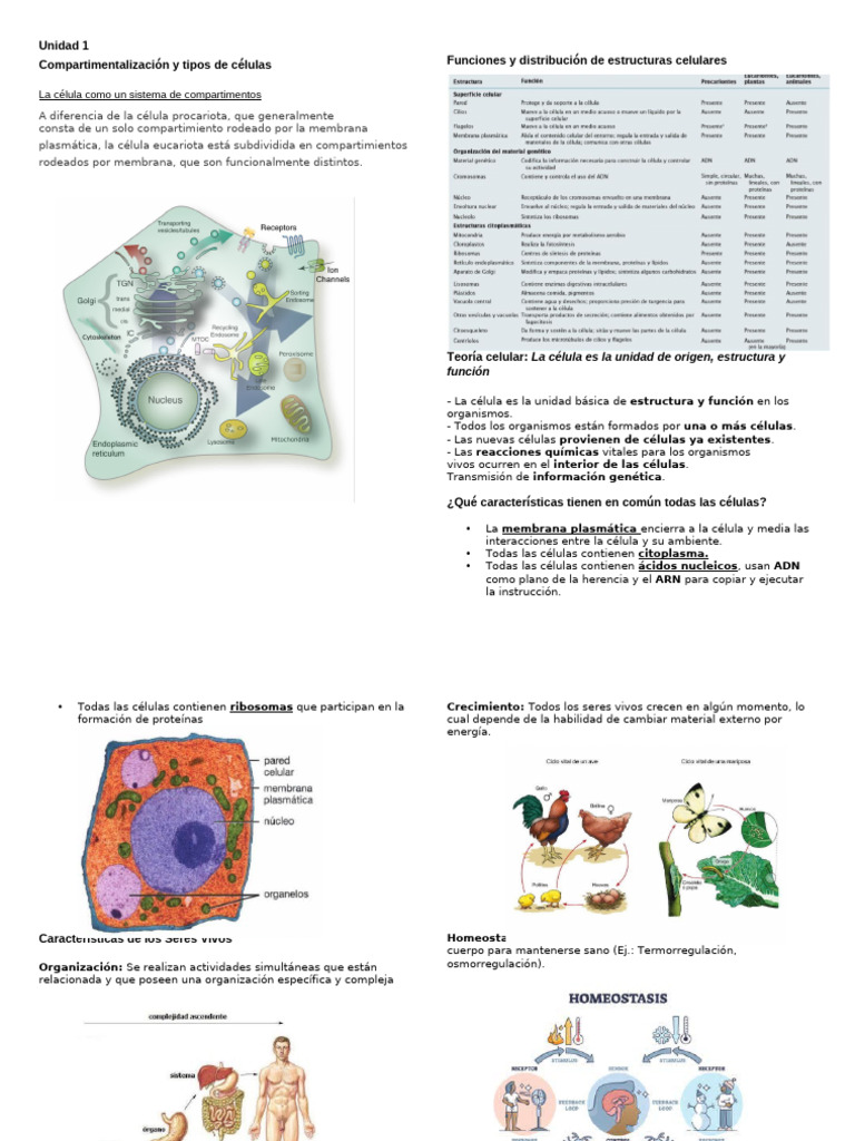 Biocel | PDF