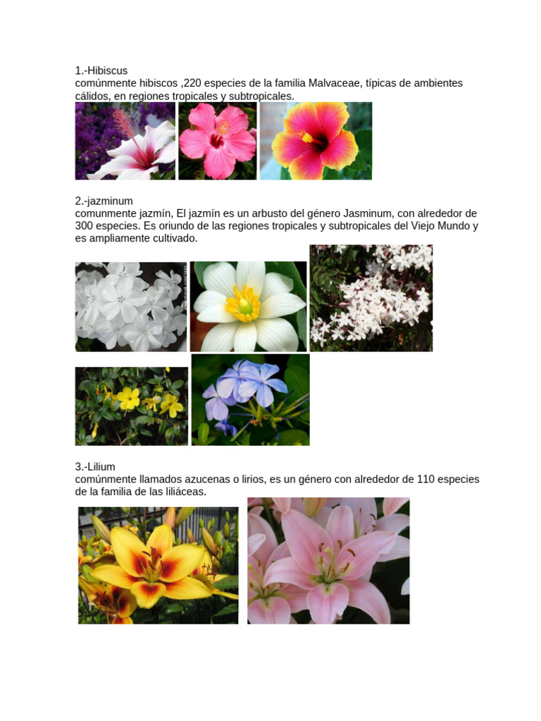 10 Tipos de Flores | PDF