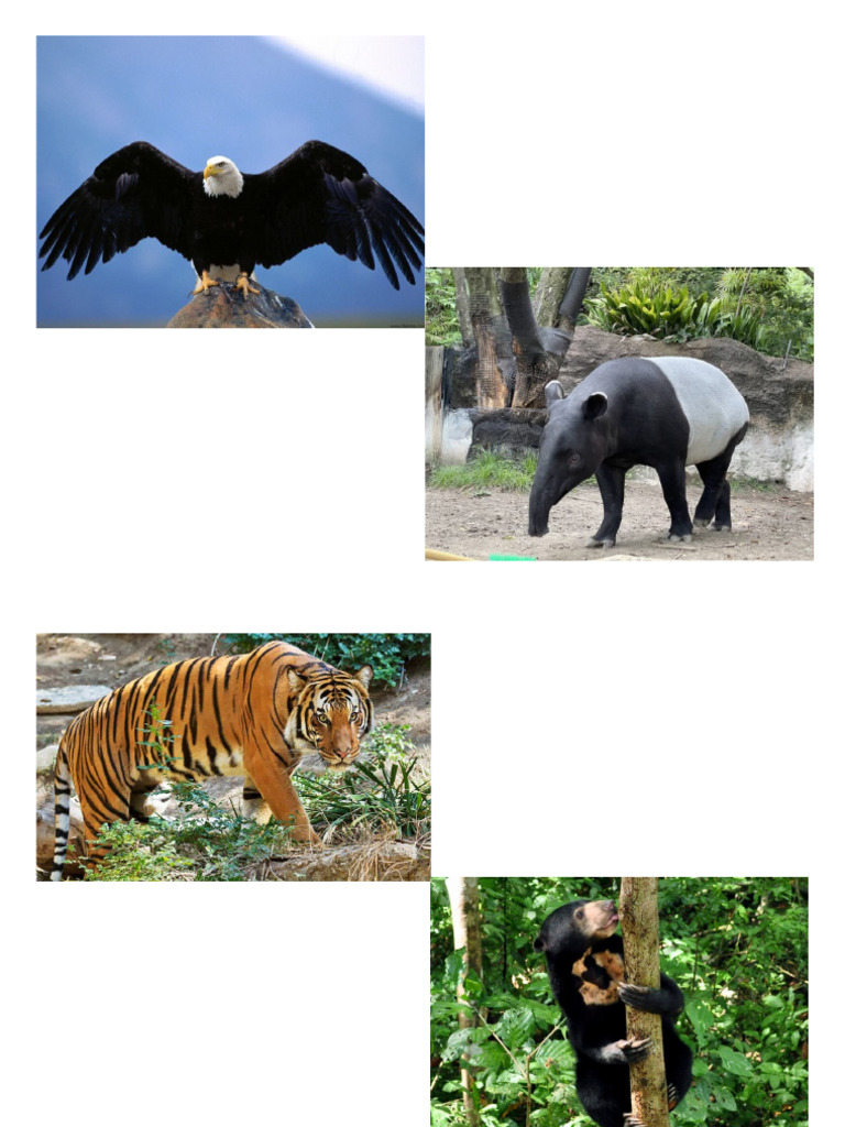 Geo Animal Photo | PDF