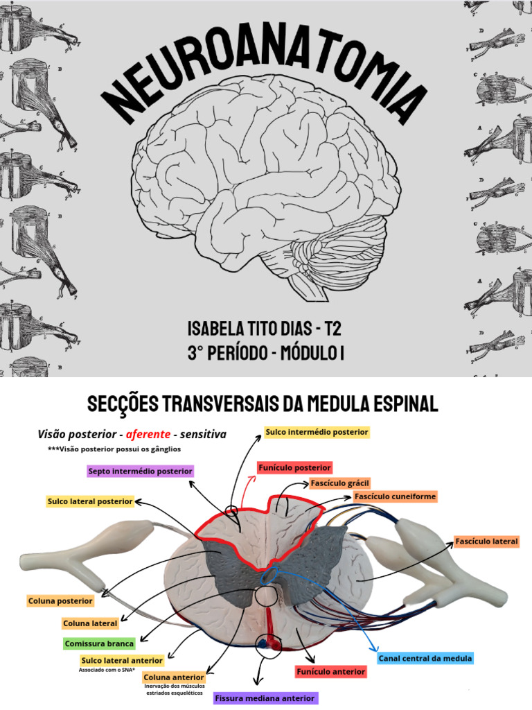 Neuroanatomia 20240819 222938 0000 | PDF