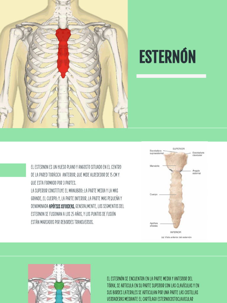 Esternon Anatomia | PDF