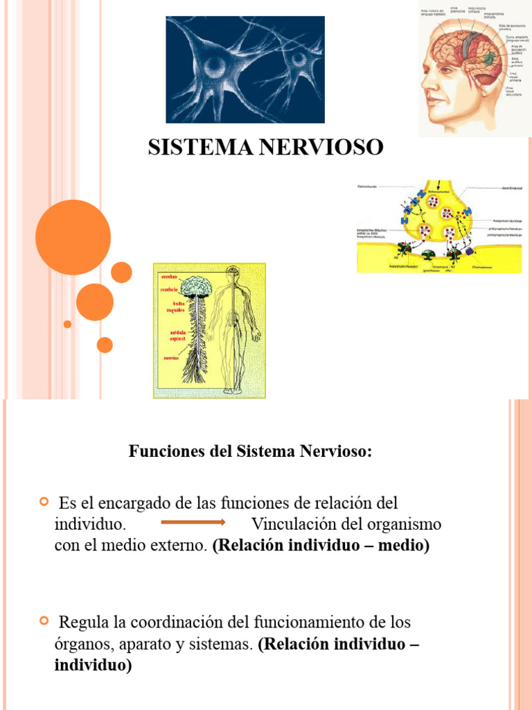 Generalidades y Funciones Del Sistema Nervioso | PDF