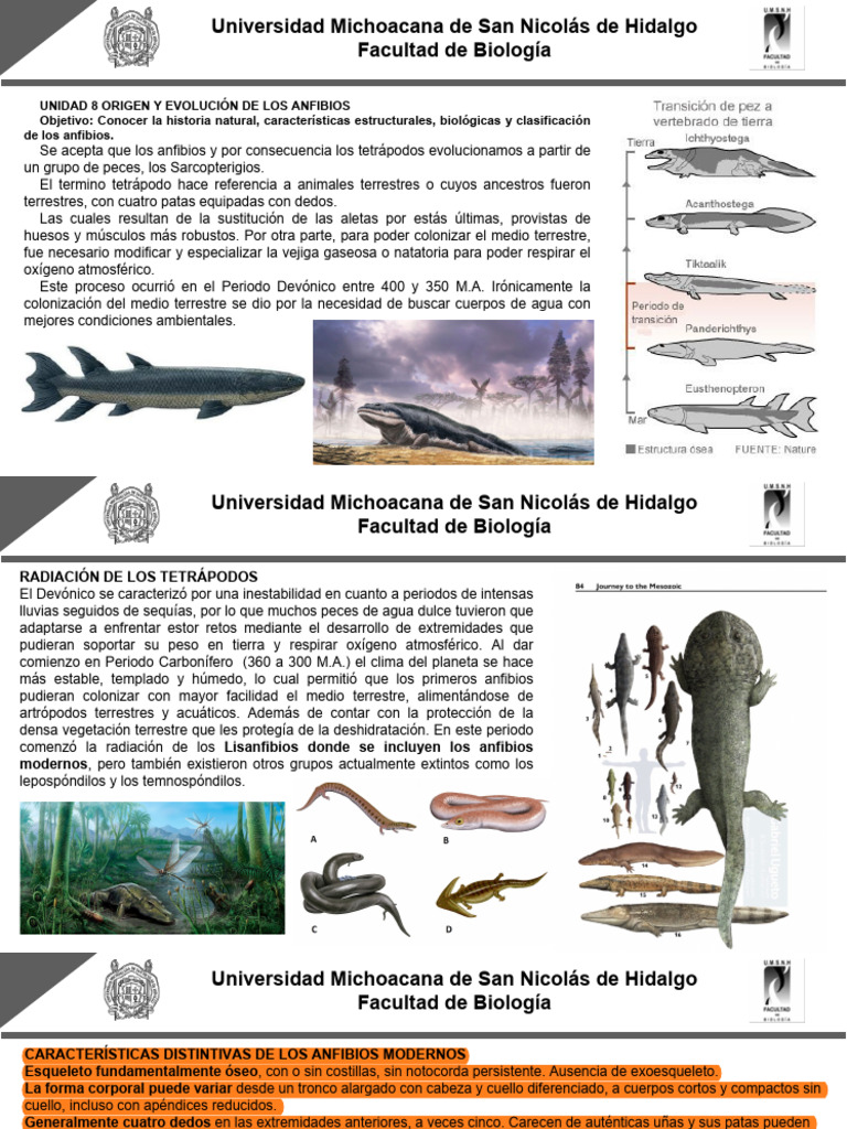 Unidad 8 Anfibios | PDF | Rana | Anfibio