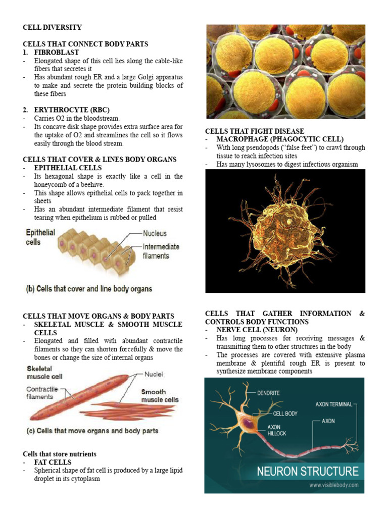 Cell Diversity | PDF