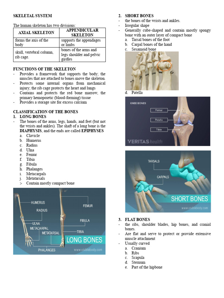 Skeletal System | PDF
