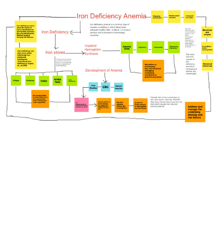 Iron Deficiency Anemia Patho | PDF