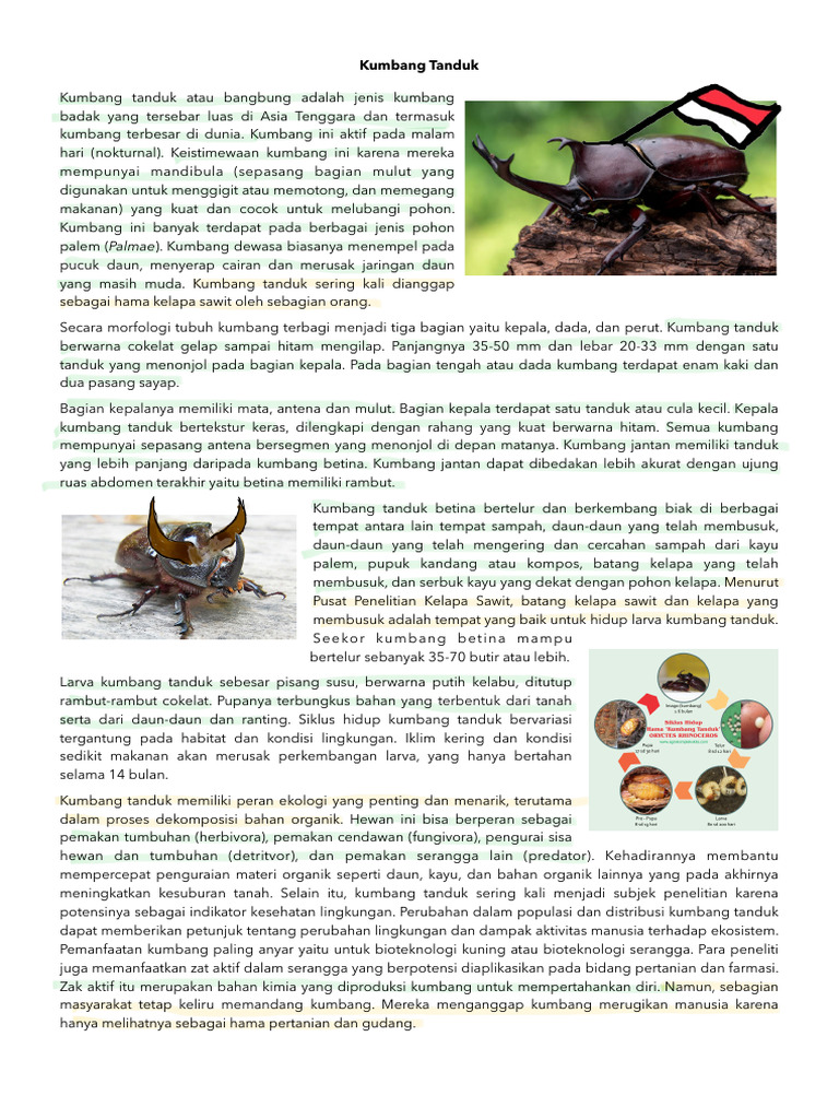 LHO - Kumbang Tanduk | PDF