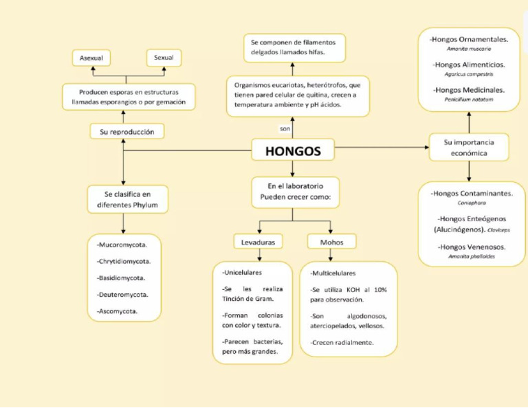Mapa Mental de Los Hongos | PDF