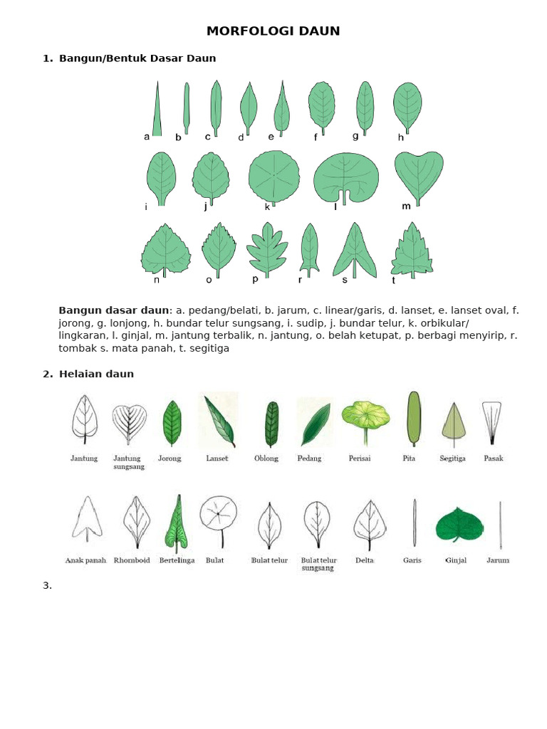 Morfologi Daun | PDF