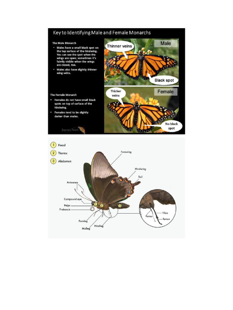 Butterfly | PDF