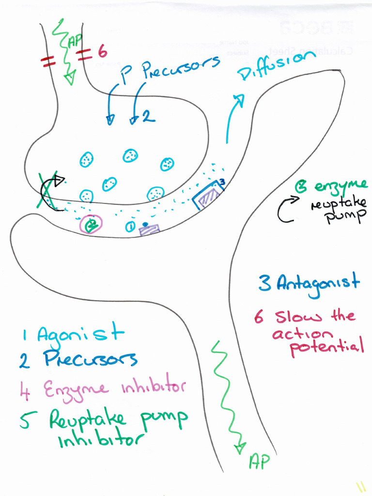Synapse drawing | PDF
