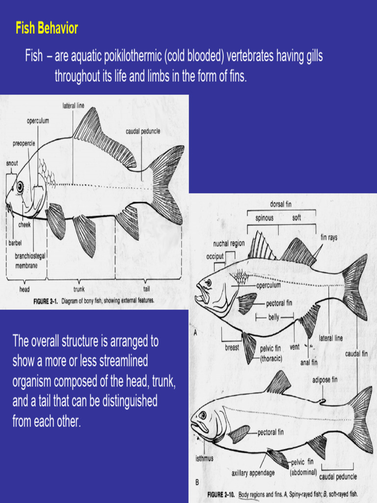 3 Fish Behavior | PDF