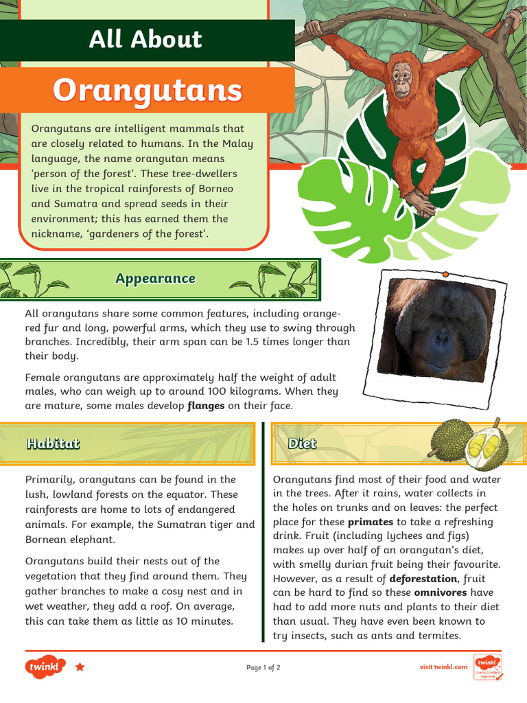 T e 1685351337 Uks2 All About Orangutans Differentiated Reading ...