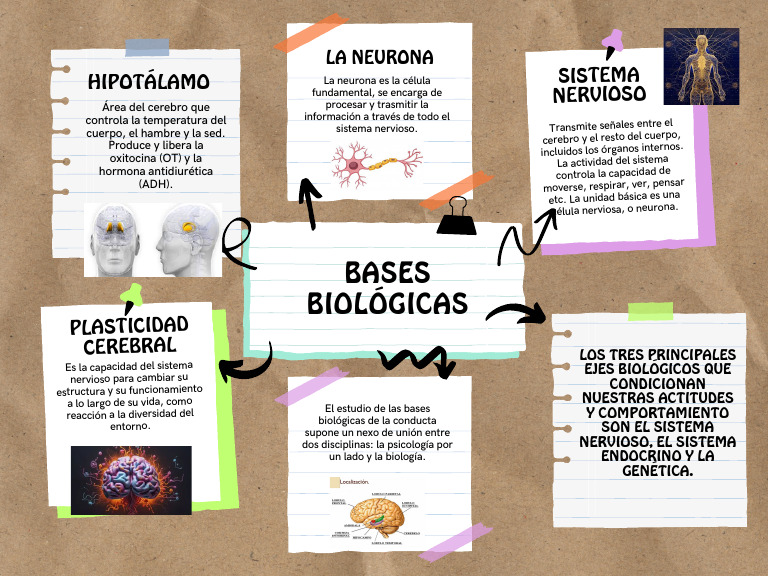 Bases Biologicas | PDF