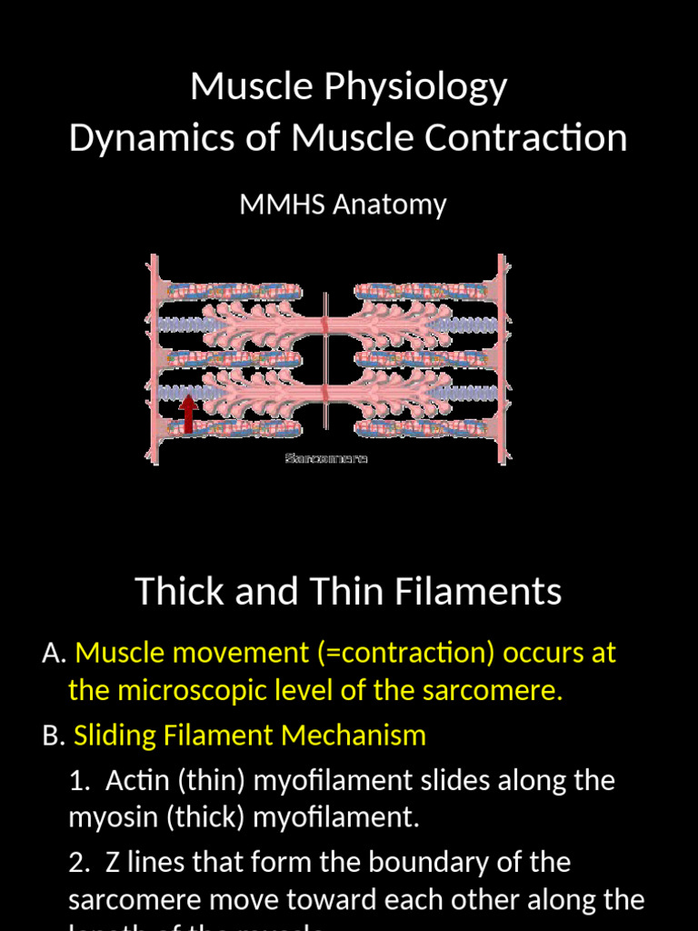 Muscle Physiology | PDF