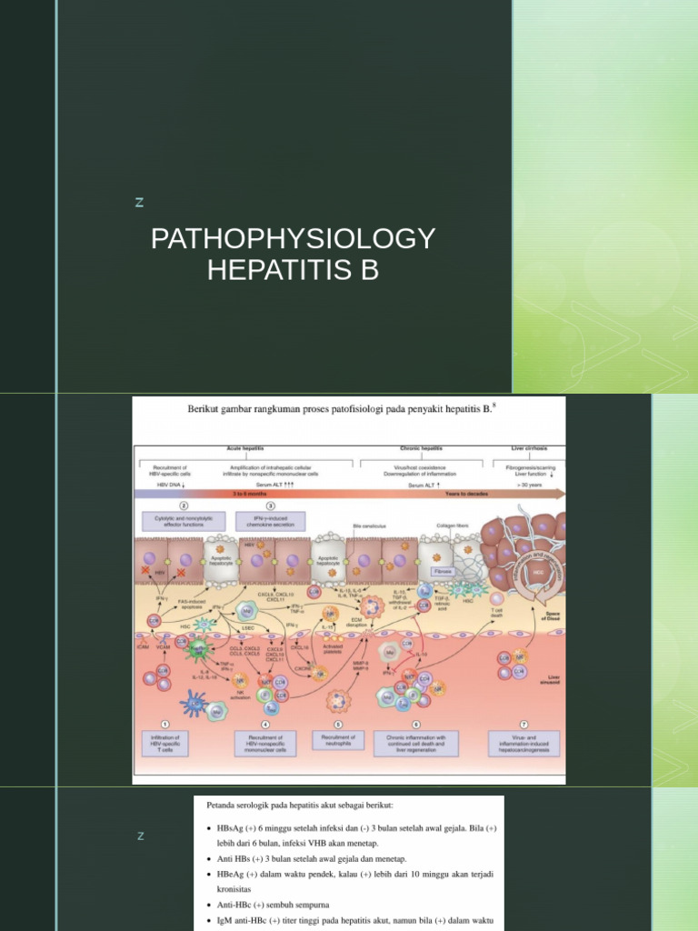 Pathophysiology Hepatitis B | PDF
