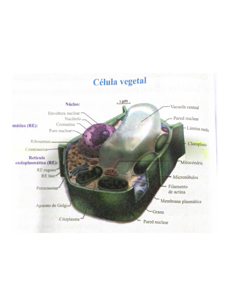 Célula Vegetal | PDF