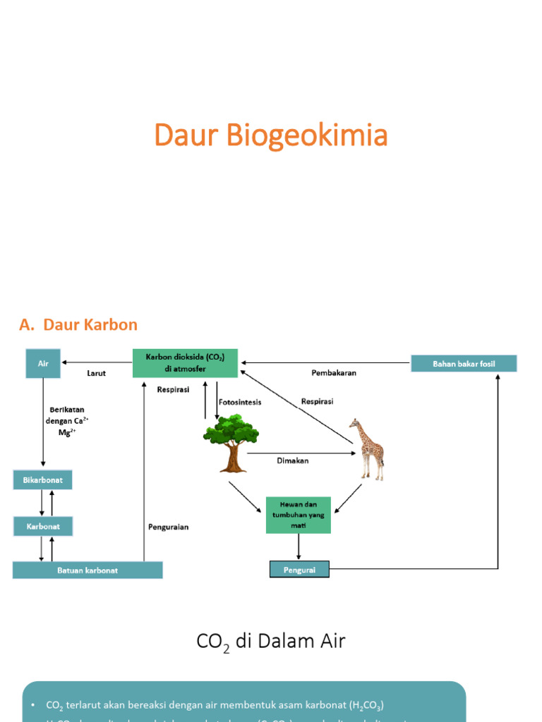 Daur Biogeokimia Dan Dinamika Populasi | PDF