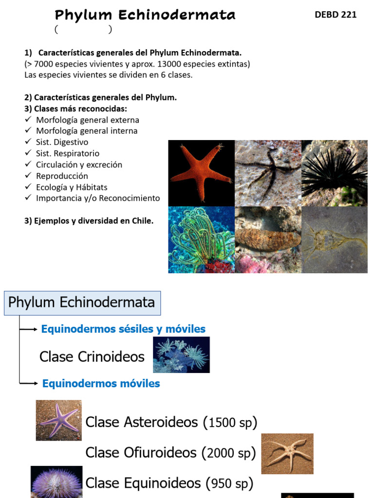 Clase - Phylum Echinodermata | PDF