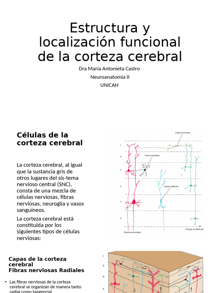 Corteza Cerebral | PDF