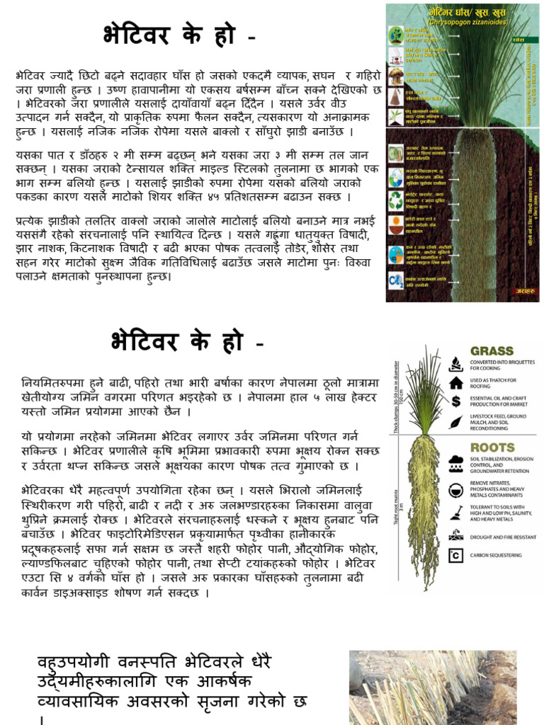 Vetiver Info | PDF