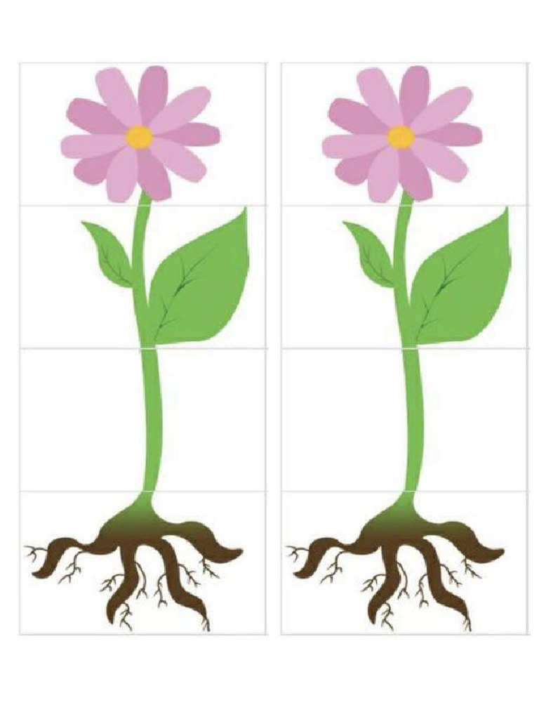 la planta y sus partes | PDF