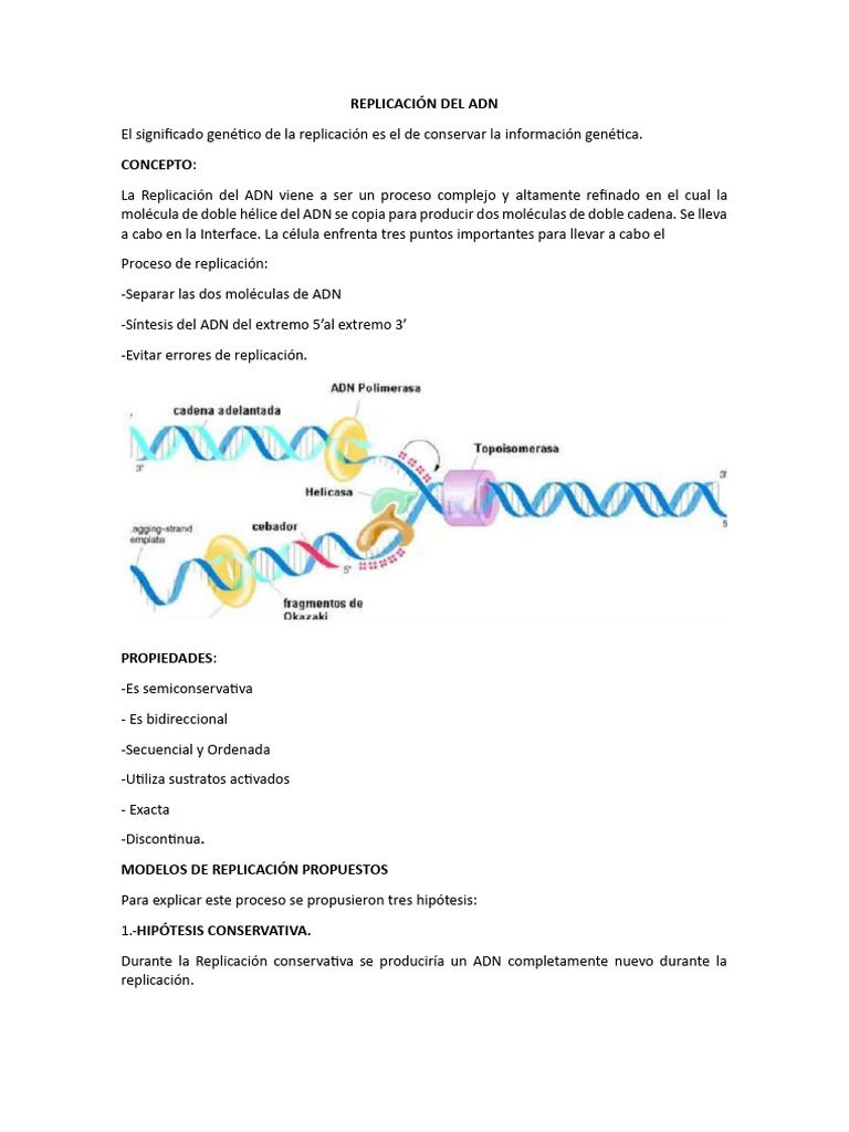 Replicación Celular | PDF