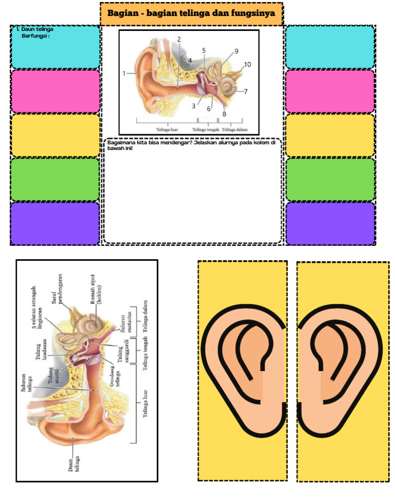 Bagian Telinga Dan Fungsinya | PDF