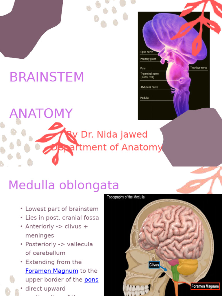 Medulla Oblongata | PDF