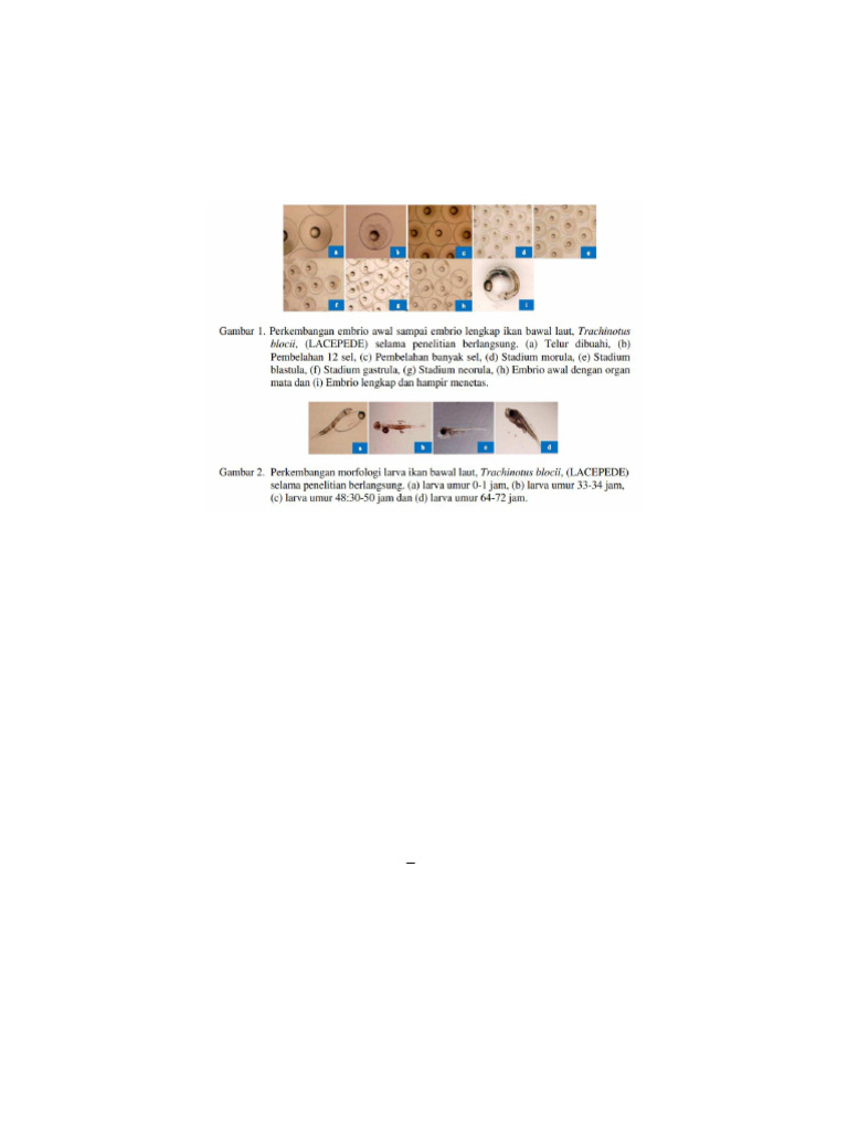Perkembangan Embrio | PDF