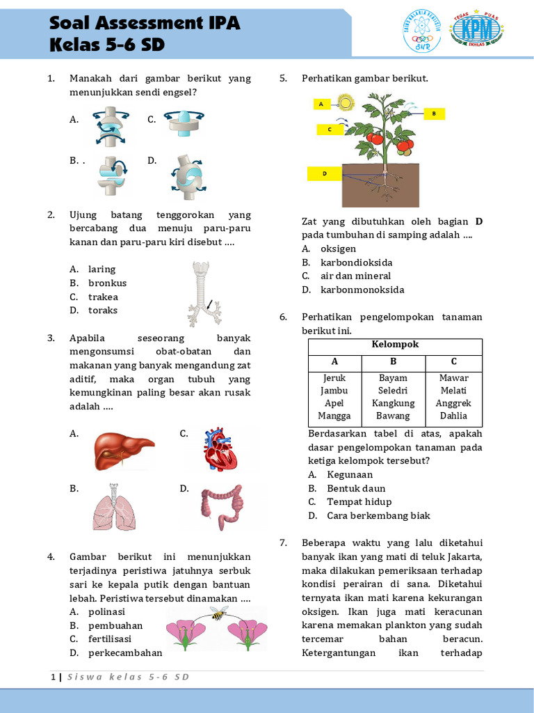 Assessment IPA 5-6 S | PDF