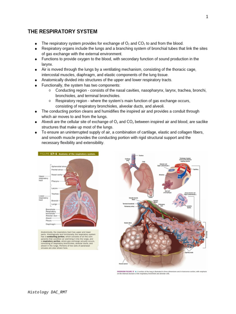 The Respiratory System | PDF