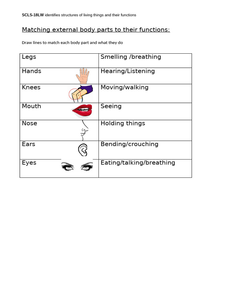 Matching External Body Parts To Their Functions:: Draw Lines To Match ...