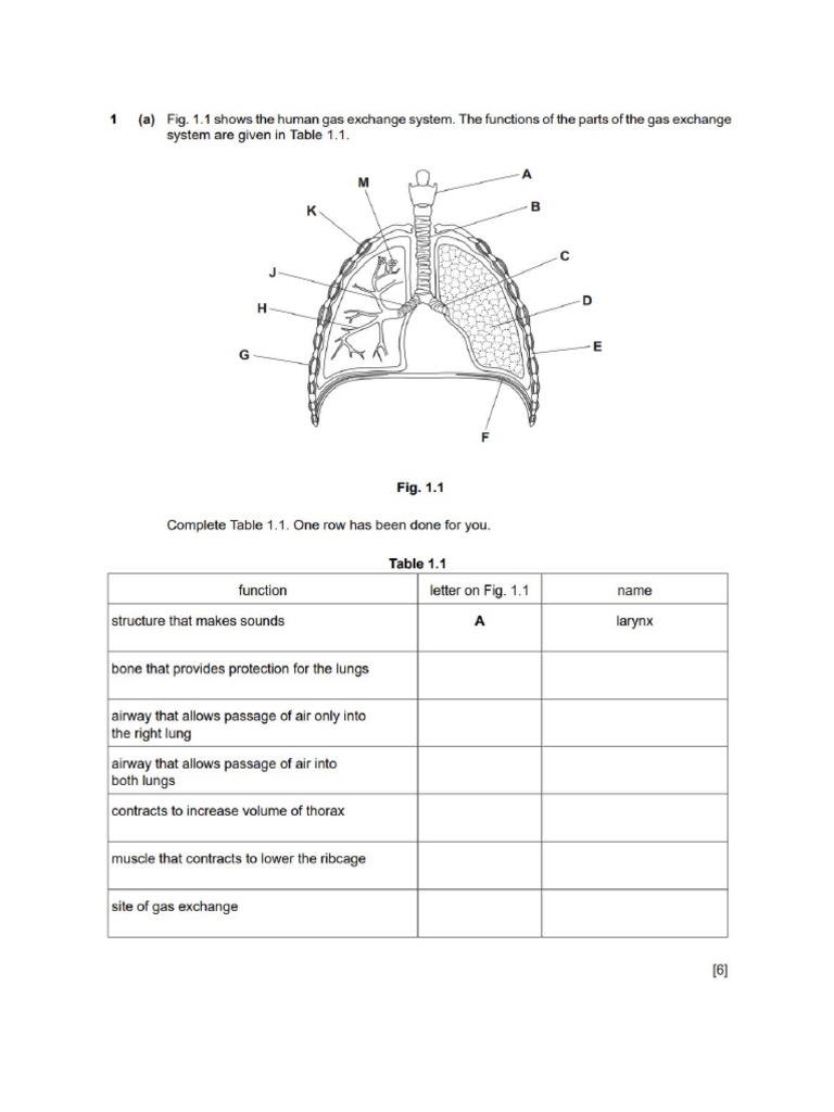 Worksheet of Human Gas Exchange | PDF