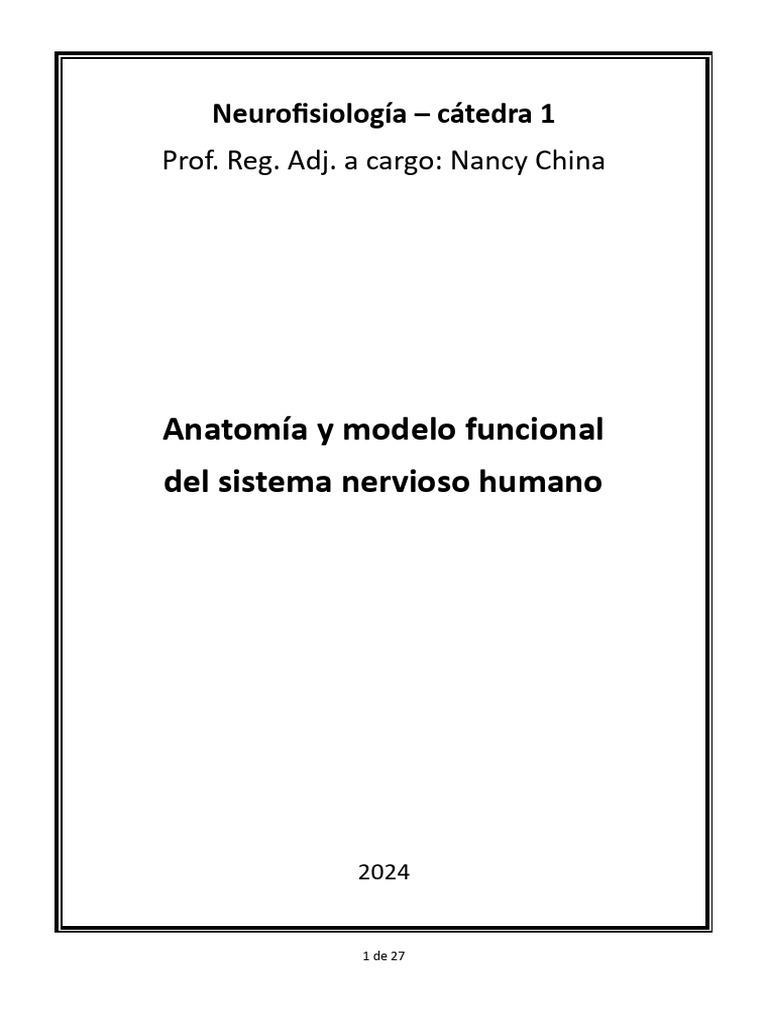 2024 PrÃ¡ctico 2 AnatomÃ A y Modelo Funcional Del SN Humano | PDF