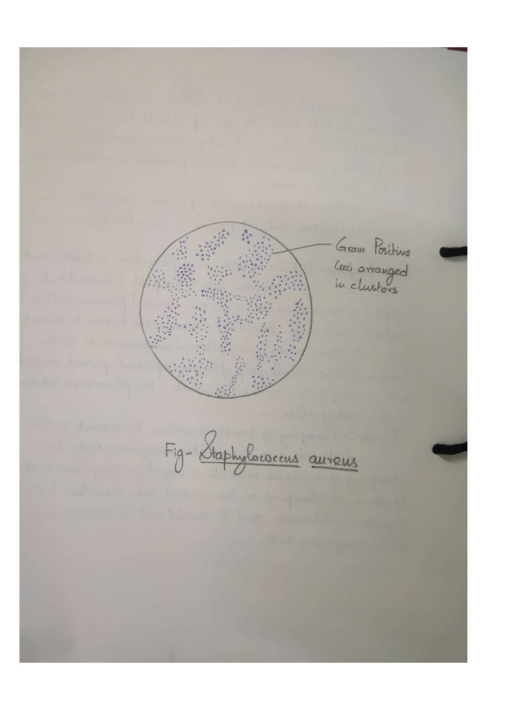 Gram stain Samples | PDF