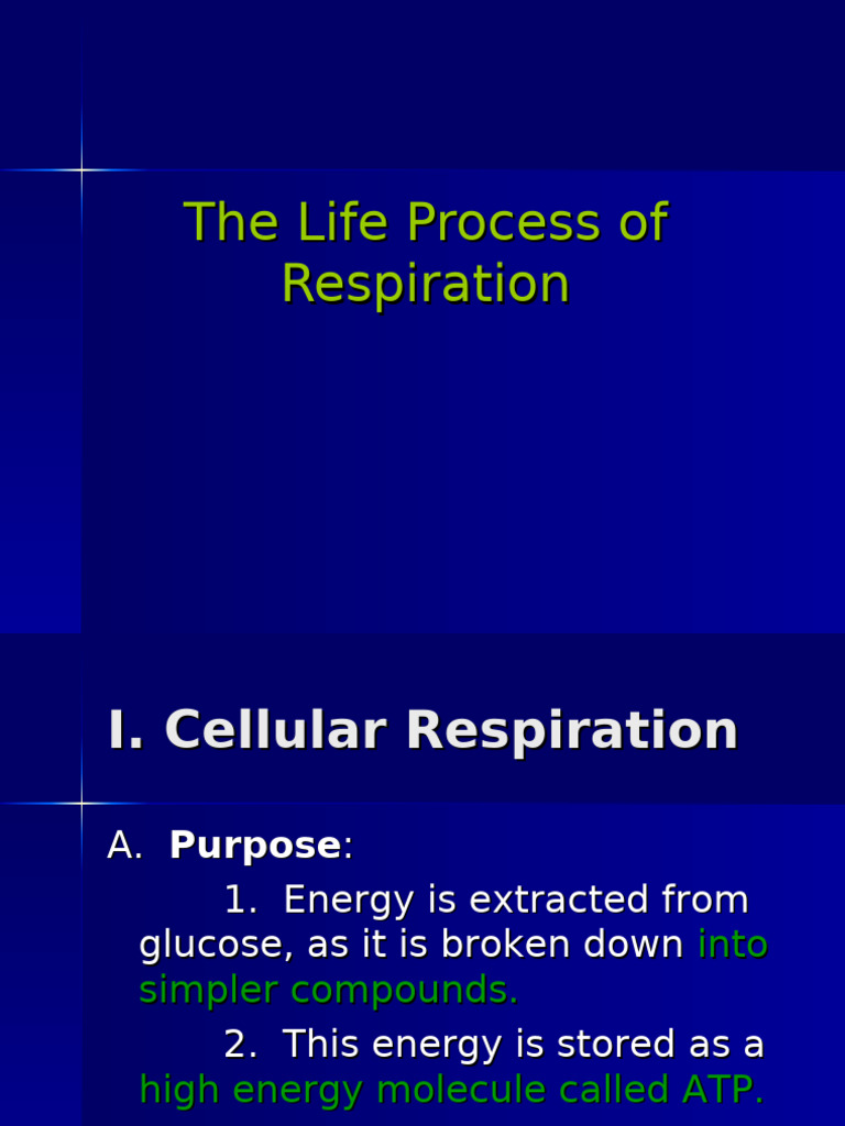 Respiration System | PDF