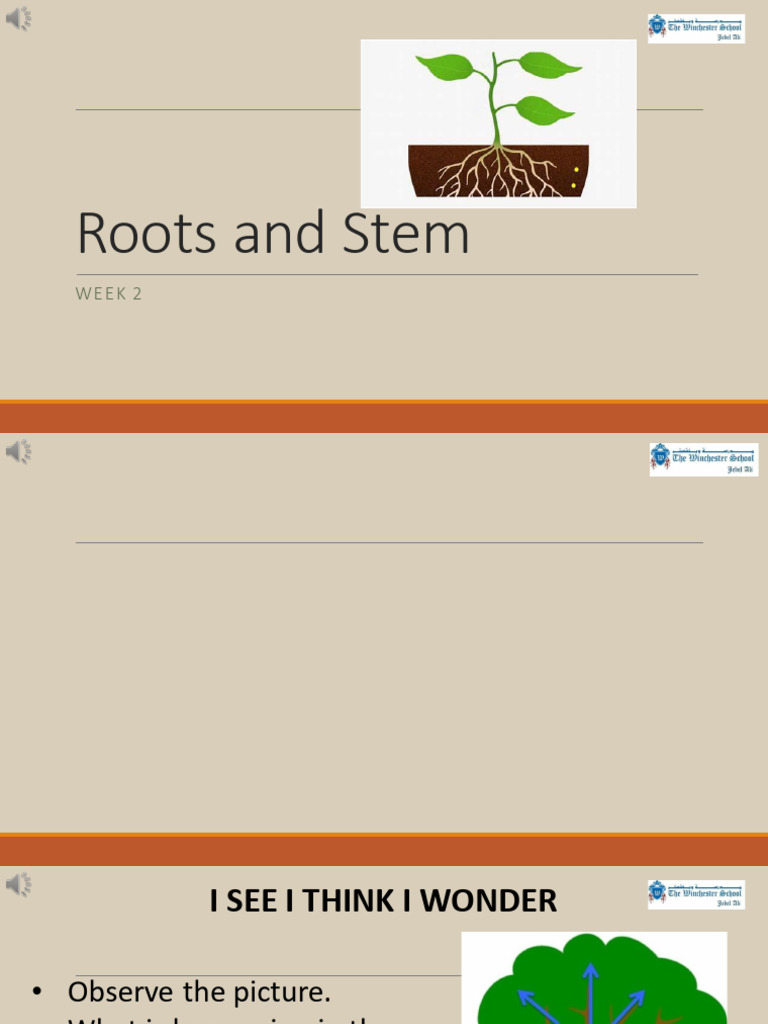 Year 3 Roots and Stem Recorded Ppt-22!4!2024 | PDF