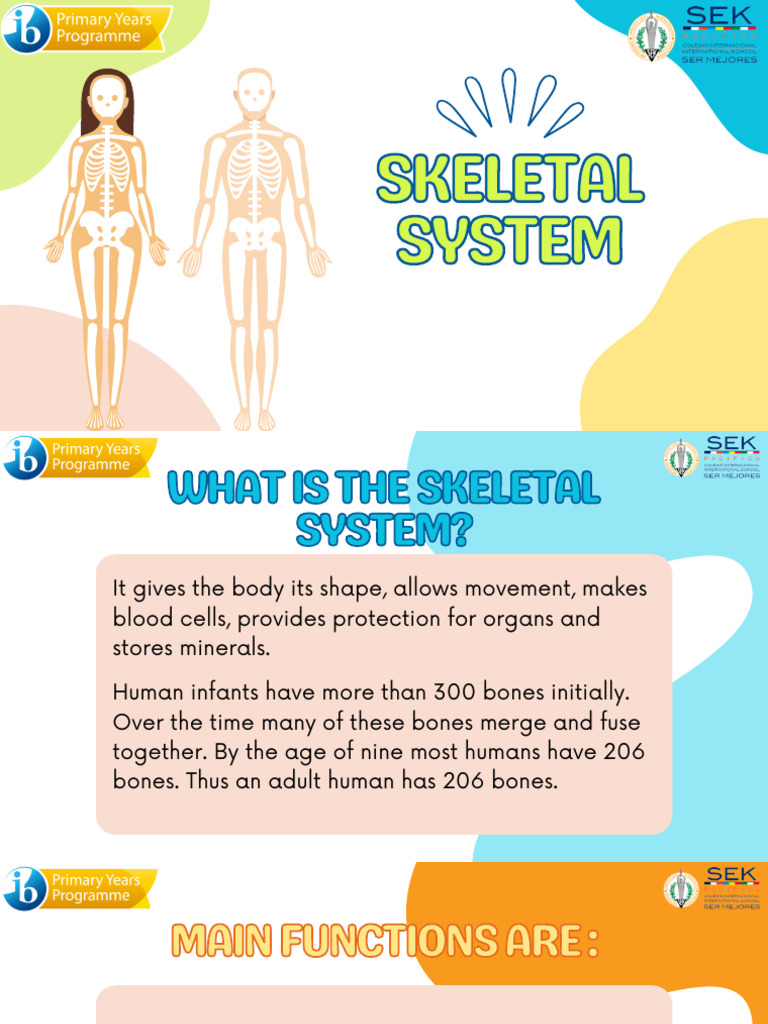 What Is The Skeletal System | PDF | Bone | Skeleton