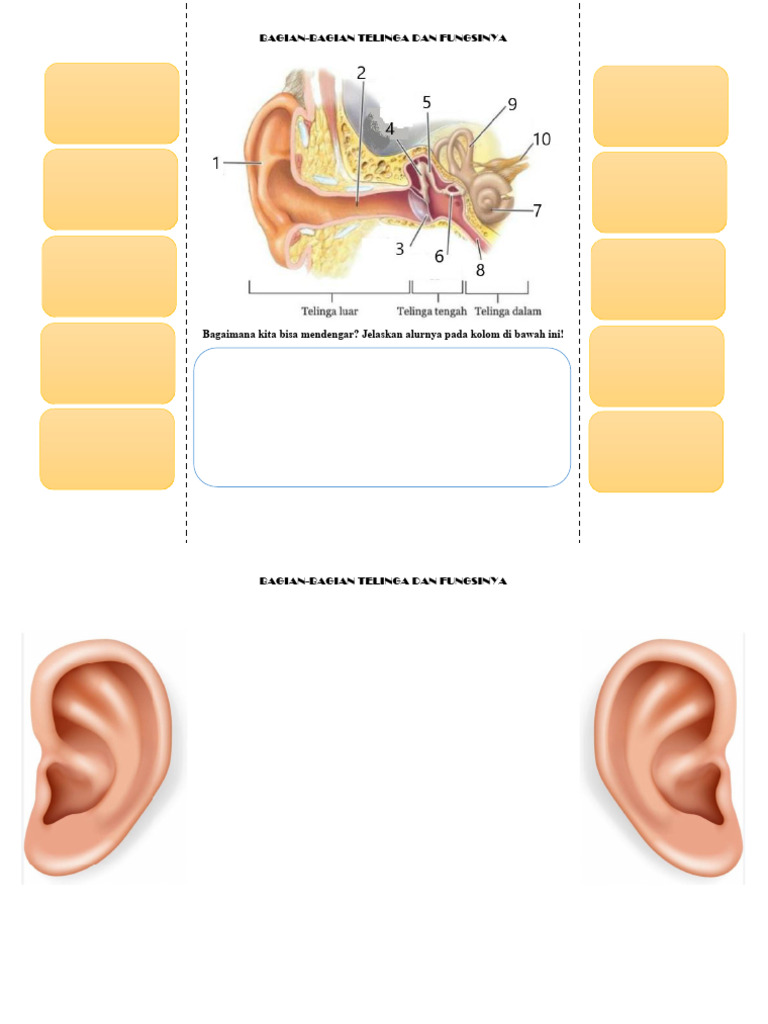 Happy Notes Bagian-Bagian Telinga Dan Fungsinya | PDF