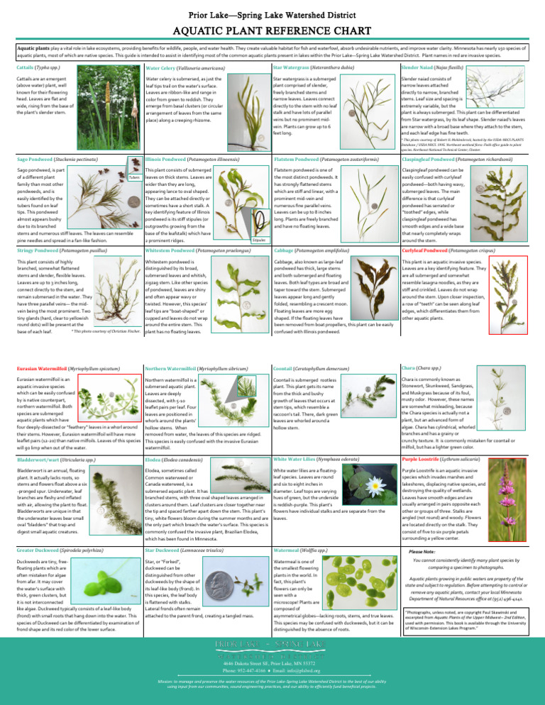 Fact Sheet Aquatic Plants Identification Guide Large 2016 - 08 - 03 | PDF