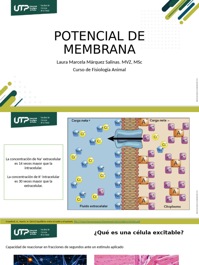 Potencial de Membrana | PDF
