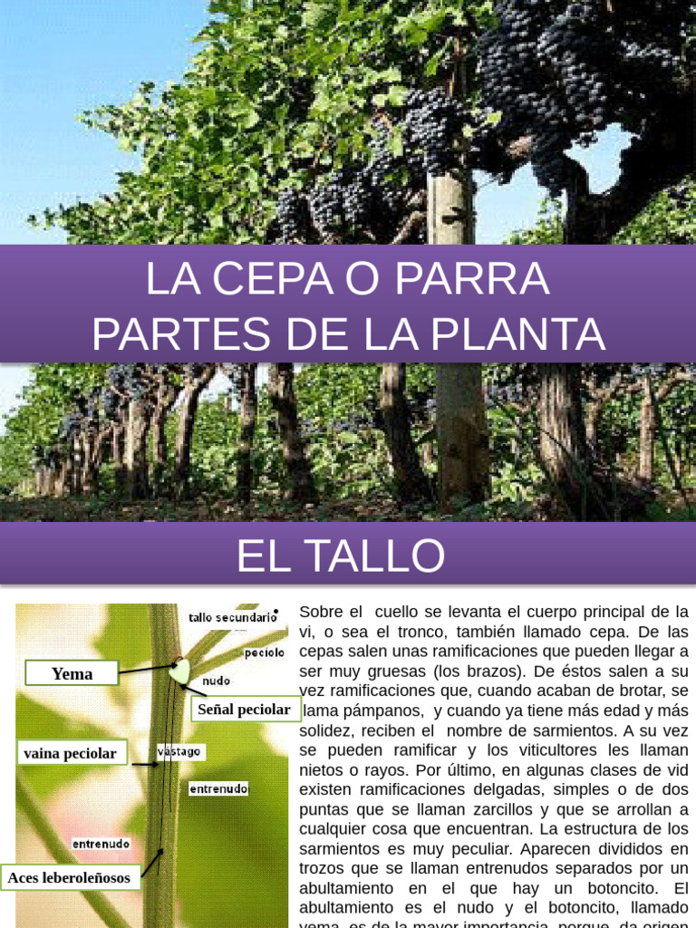 La Cepa o Parra, Partes de La Planta | PDF