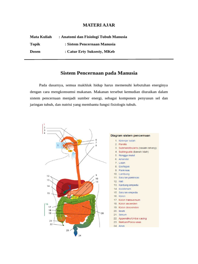 Sistem Pencernaan Manusia | PDF