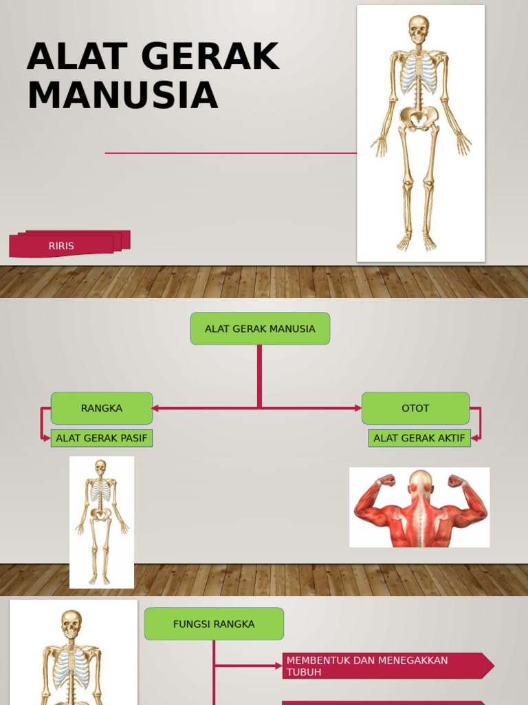 Alat Gerak Manusia | PDF