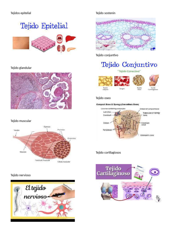 Tejidos epitelial | PDF