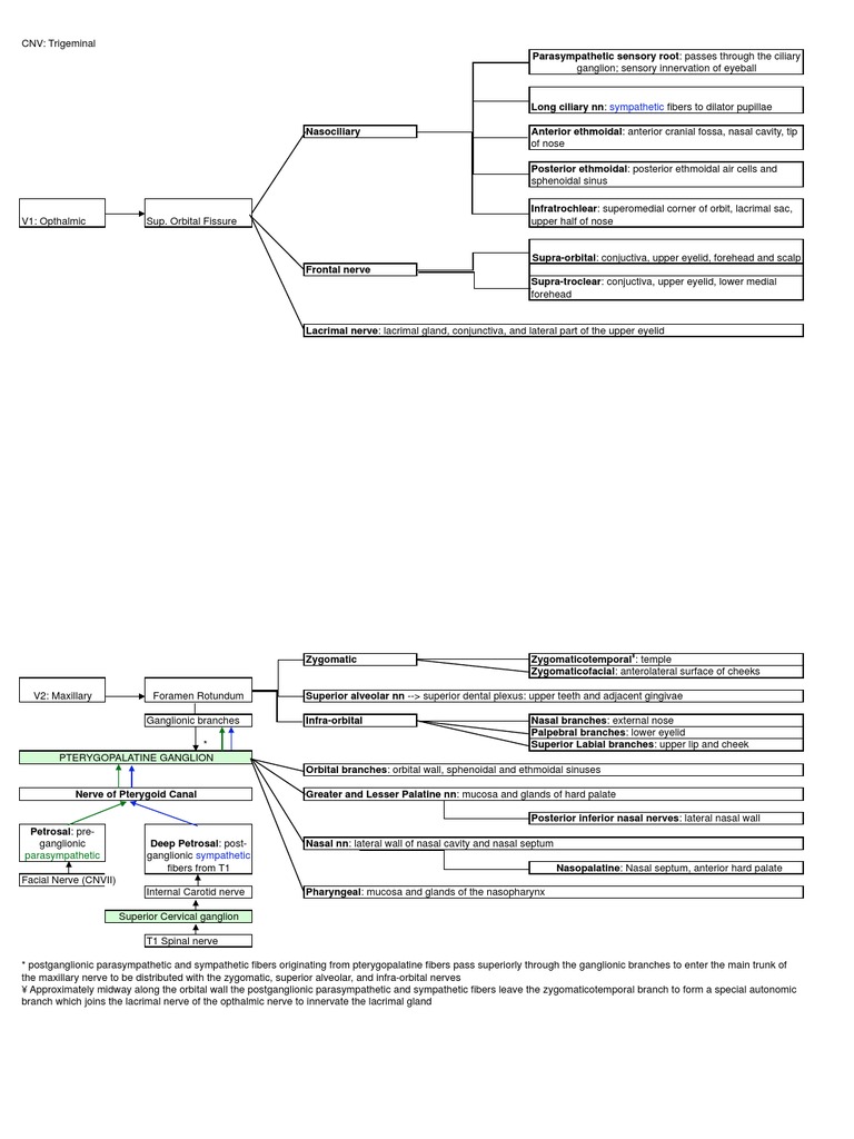 TV 07 - Cranial Nerves Flowchart | PDF | Animal Anatomy | Facial Features