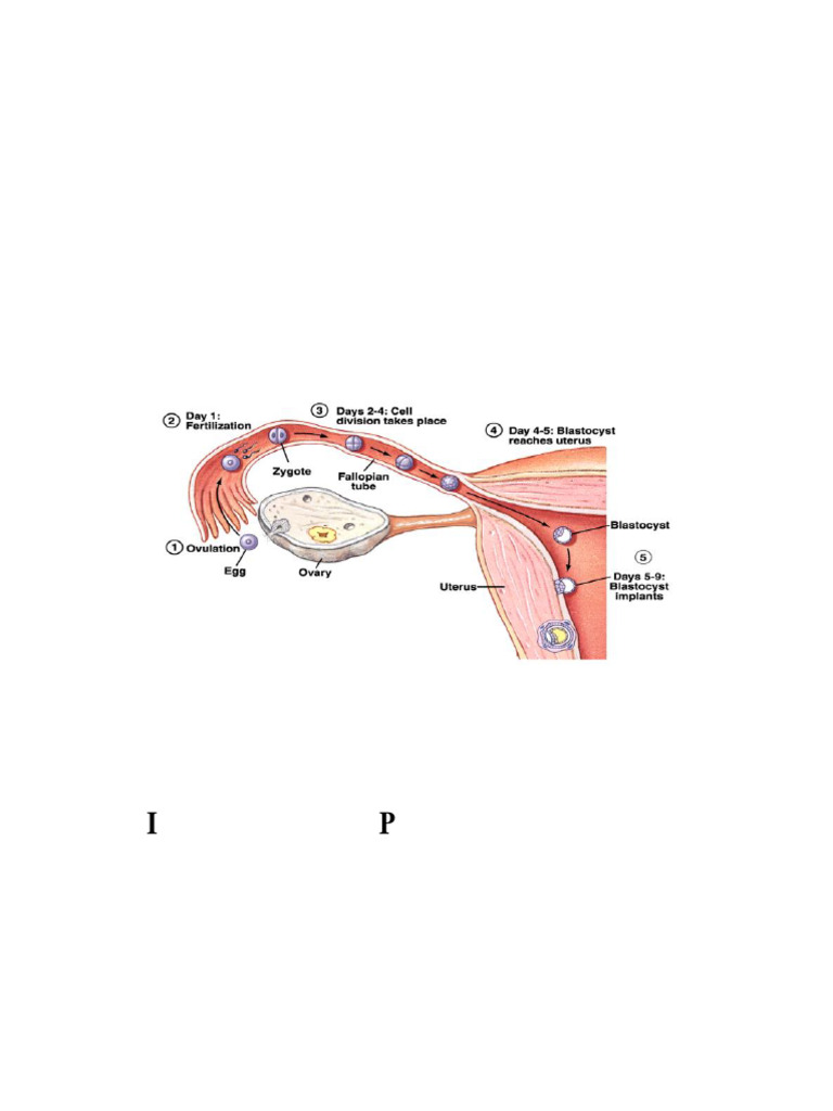 Ovulation Fertilization Implantation Placenta (Word) 2 | PDF ...
