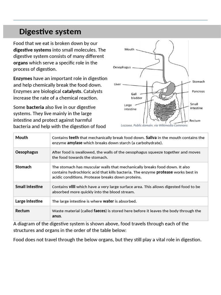 Digestive System | PDF