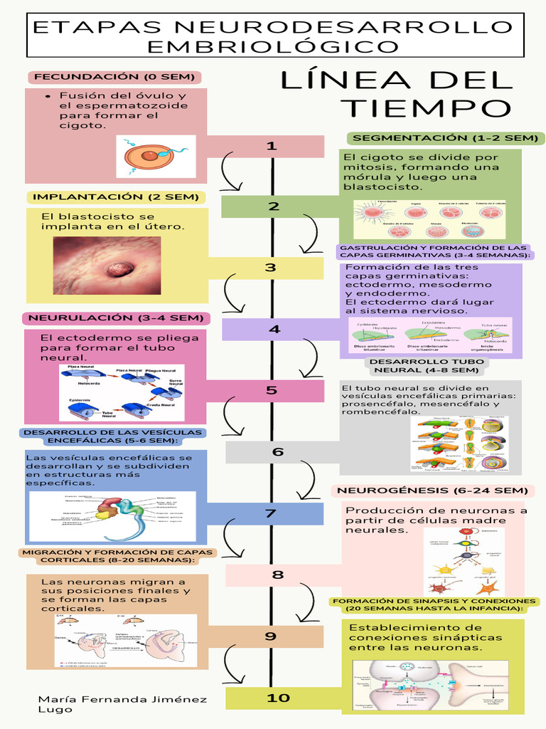 Etapas Del Neurodesarrollo Embriológico | PDF